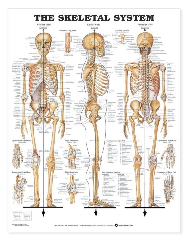 The Skeletal System Giant Chart - Australian Physiotherapy Equipment