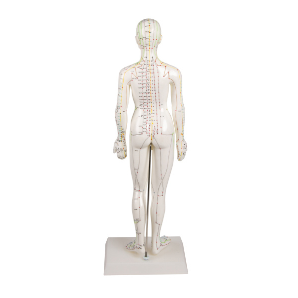 Chinese acupuncture figure, female - Australian Physiotherapy Equipment