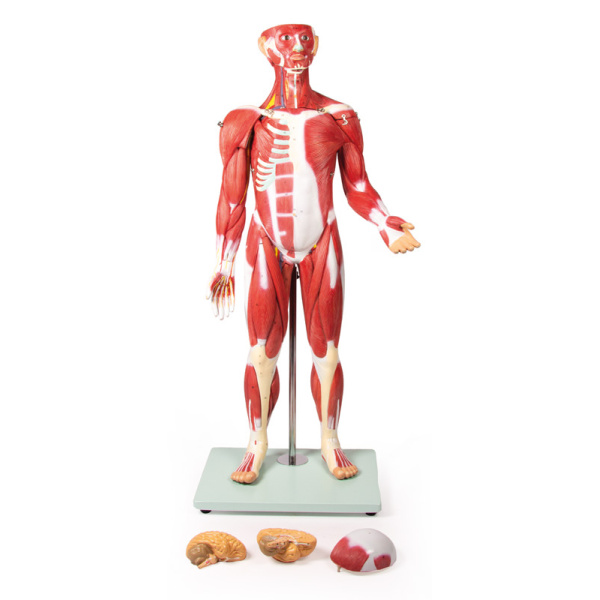 Muscular Figure, 30 Parts, 85 cm - Australian Physiotherapy Equipment