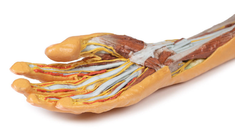 Forearm and hand - superficial and deep dissection - Australian ...