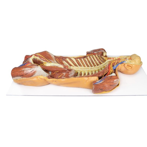 Posterior Body Wall / Ventral Deep Dissection - Australian ...