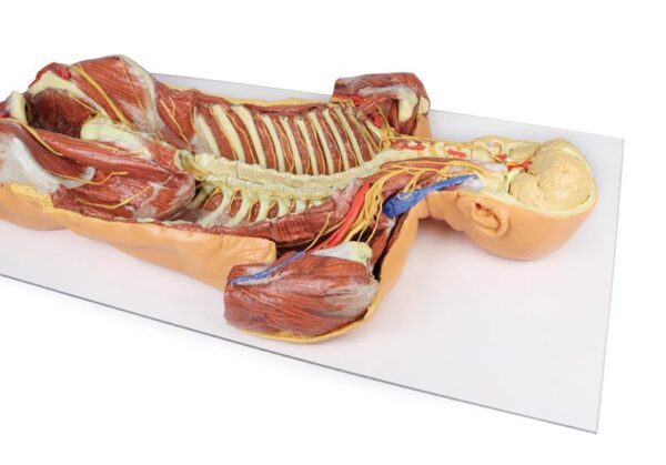 Posterior Body Wall / Ventral Deep Dissection - Australian ...