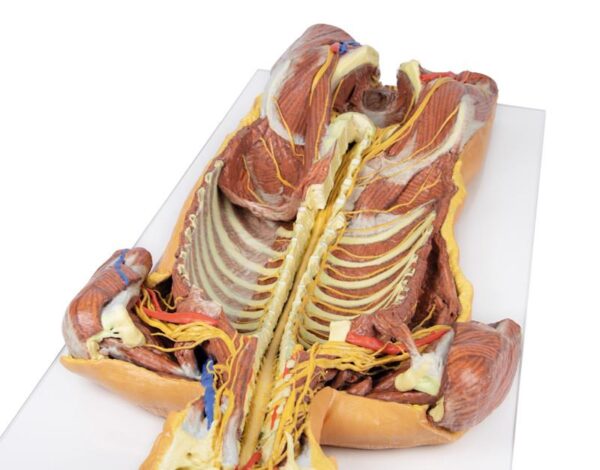 Posterior Body Wall / Ventral Deep Dissection - Australian ...