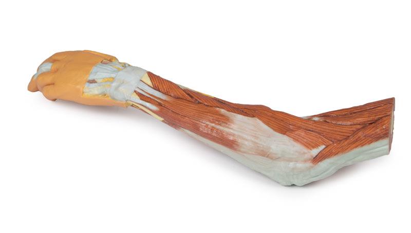 Upper Limb - elbow, forearm and hand - Australian Physiotherapy Equipment