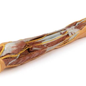 Forearm and hand - superficial and deep dissection - Australian ...