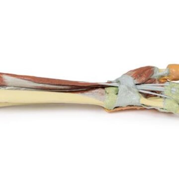 Forearm and hand - deep dissection - Australian Physiotherapy Equipment