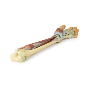Forearm and hand - deep dissection - Australian Physiotherapy Equipment