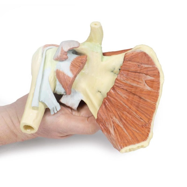 Shoulder - deep dissection of a right shoulder girdle, preserving a ...