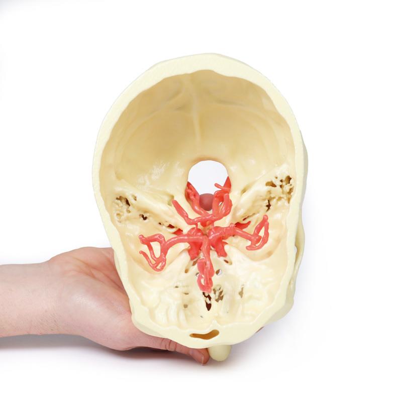 Circle of Willis - Australian Physiotherapy Equipment