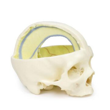Dural Skull - Australian Physiotherapy Equipment