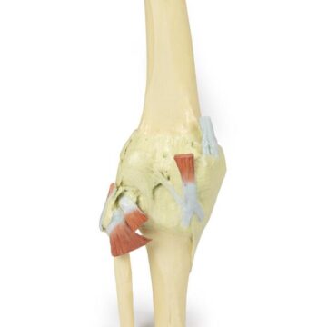 Knee Joint, extended - Australian Physiotherapy Equipment