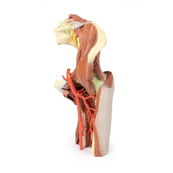 Lower Limb - deep dissection of a left pelvis and thigh - Australian ...