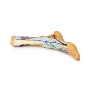 Foot - Superficial and deep structures of the distal leg and foot ...