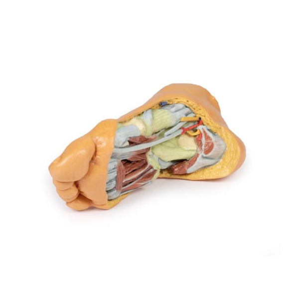 Foot - Deep plantar structures - Australian Physiotherapy Equipment