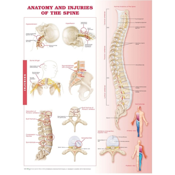 Anatomy and Injuries of the Spine Anatomical Chart - Soft Laminate ...