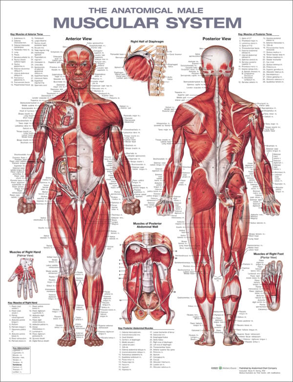The Male Muscular System Anatomical Chart - Soft Laminate - Australian ...