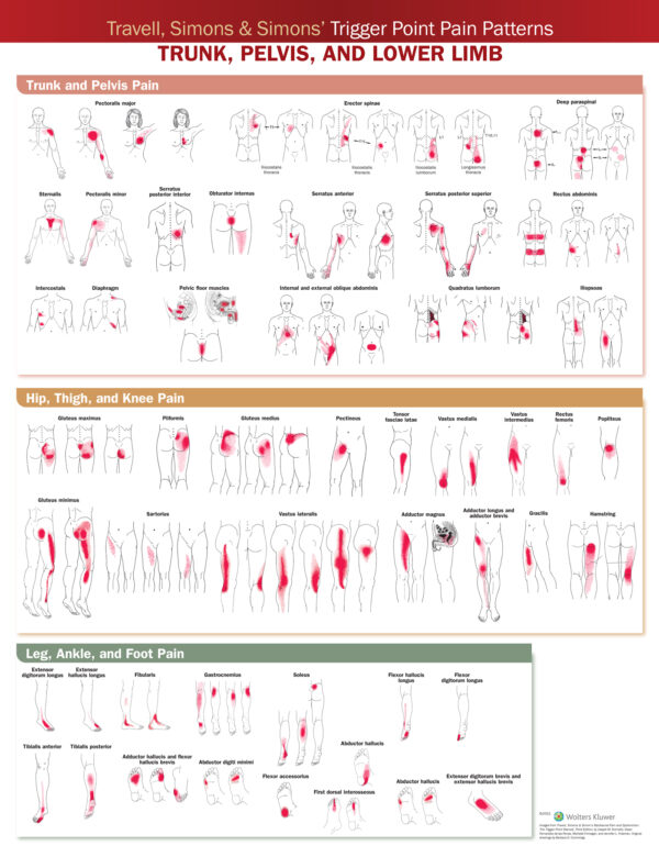 Travell, Simons & Simons’ Trigger Point Pain Patterns Wall Chart: Trunk ...