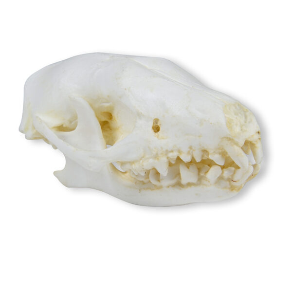 Skull Hedgehog (Erinaceus europaeus) - Australian Physiotherapy Equipment