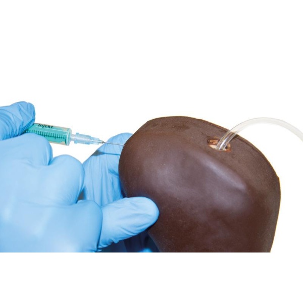 Canine Venipuncture & Injection Trainer - Australian Physiotherapy ...