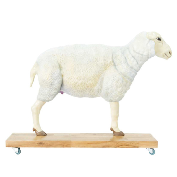 Sheep model, 12 parts, 2/3 life size - Australian Physiotherapy Equipment