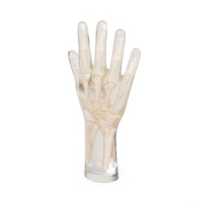 X-Ray Phantom Hand, transparent - Australian Physiotherapy Equipment