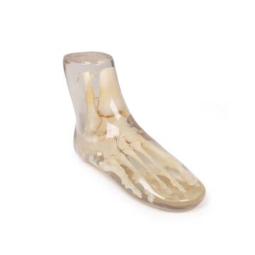 X-Ray Phantom Foot, transparent - Australian Physiotherapy Equipment
