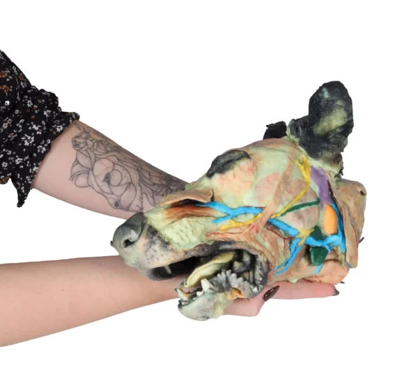 Dog head - superficial and deep dissections - Australian Physiotherapy ...
